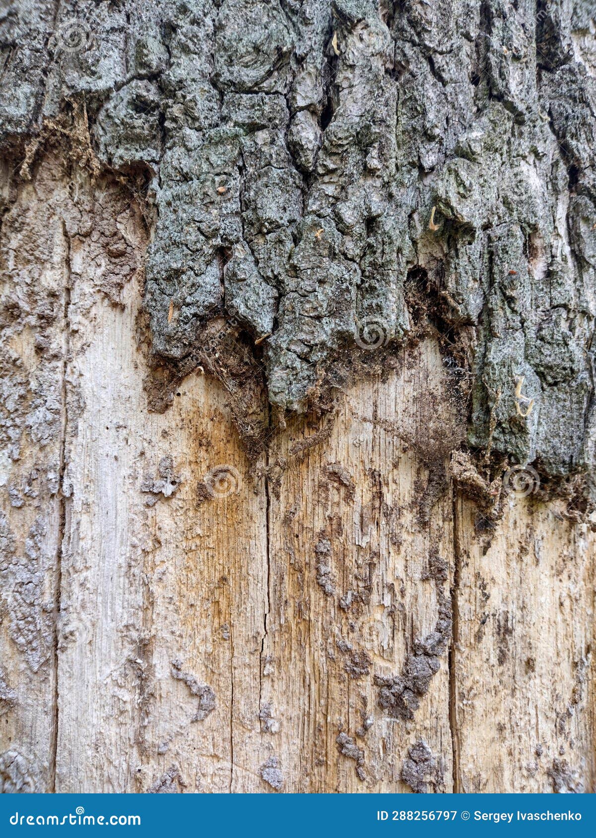 Texture of old wood. stock image. Image of formation - 288256797