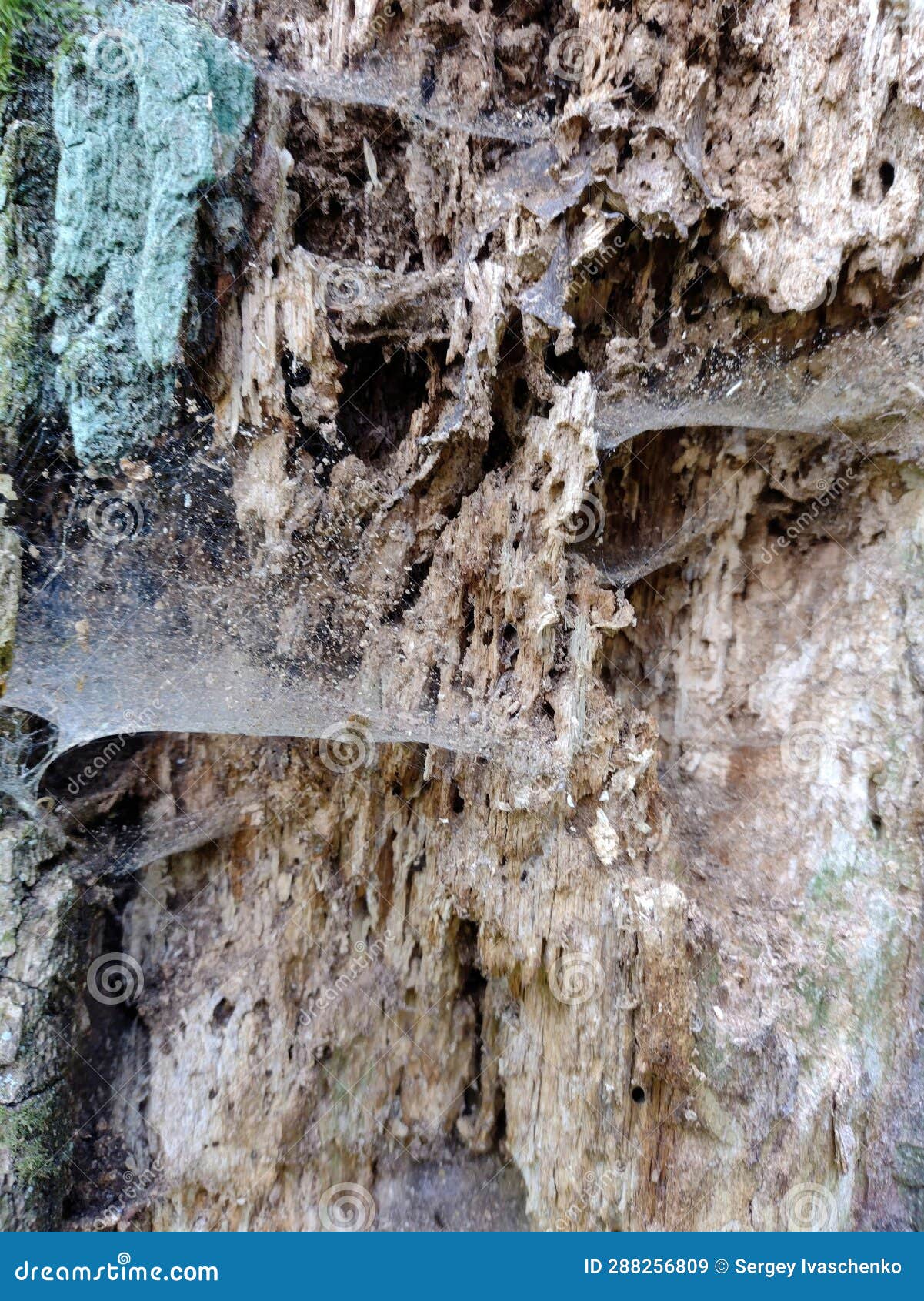 Texture of old wood. stock image. Image of rotten, geology - 288256809