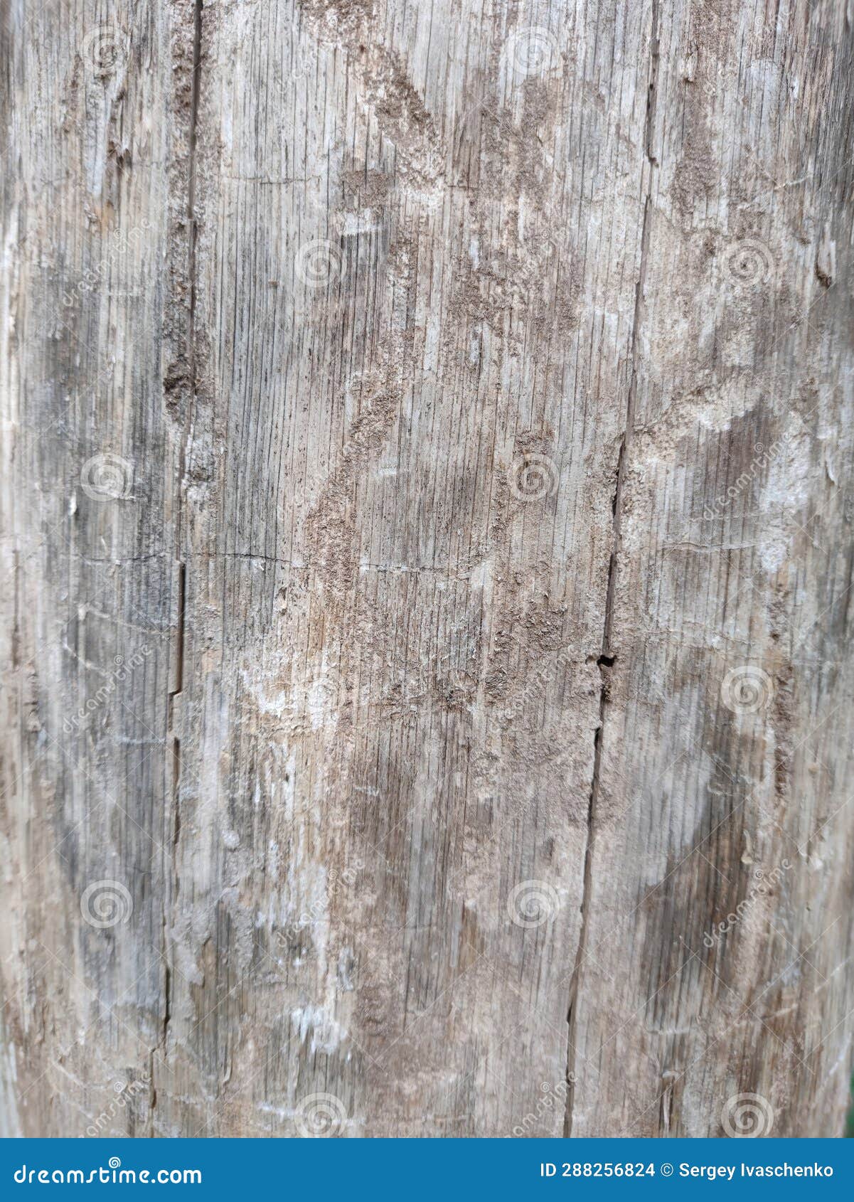 Texture of old wood. stock photo. Image of wood, branch - 288256824