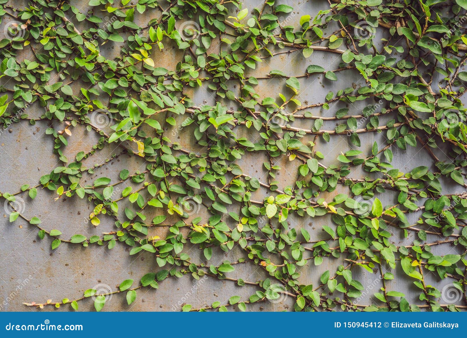 Texture of the Old Wooden Fence and Lash Plants Stock Photo - Image of ...