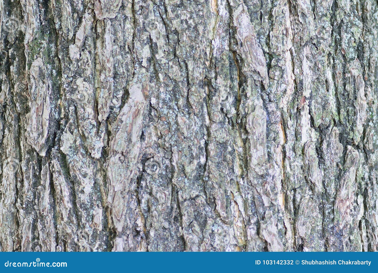Texture of Old Wooden Tree Trunk in Horizontal Frame Stock Photo ...