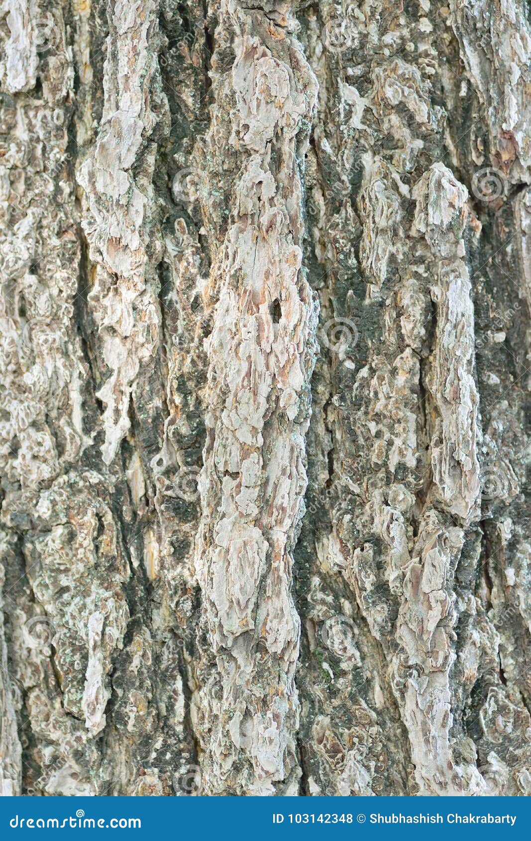 Texture of Old Wooden Tree Trunk in Vertical Frame Stock Photo - Image ...