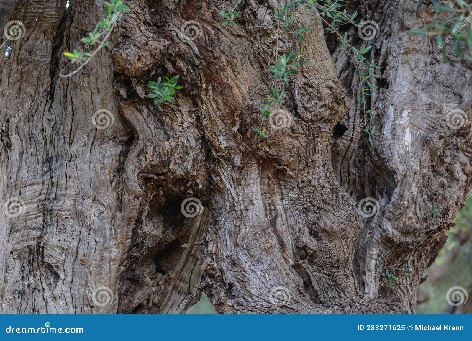 Texture of Olive Tree Trunk and Young Shoots Stock Image - Image of ...