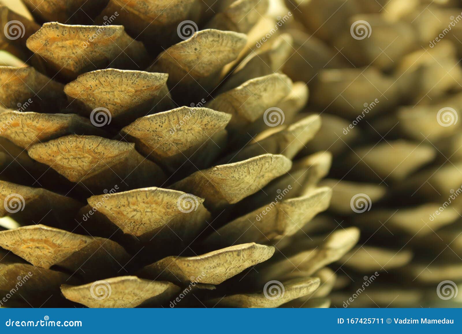 Texture of Open Cones of Close-up Blurred Background Stock Image ...