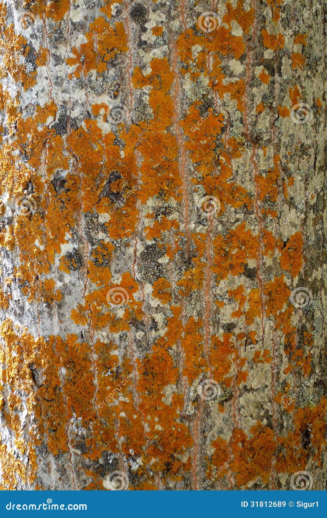Texture of Orange Lichen on Tree Stock Image - Image of flora, closeup ...
