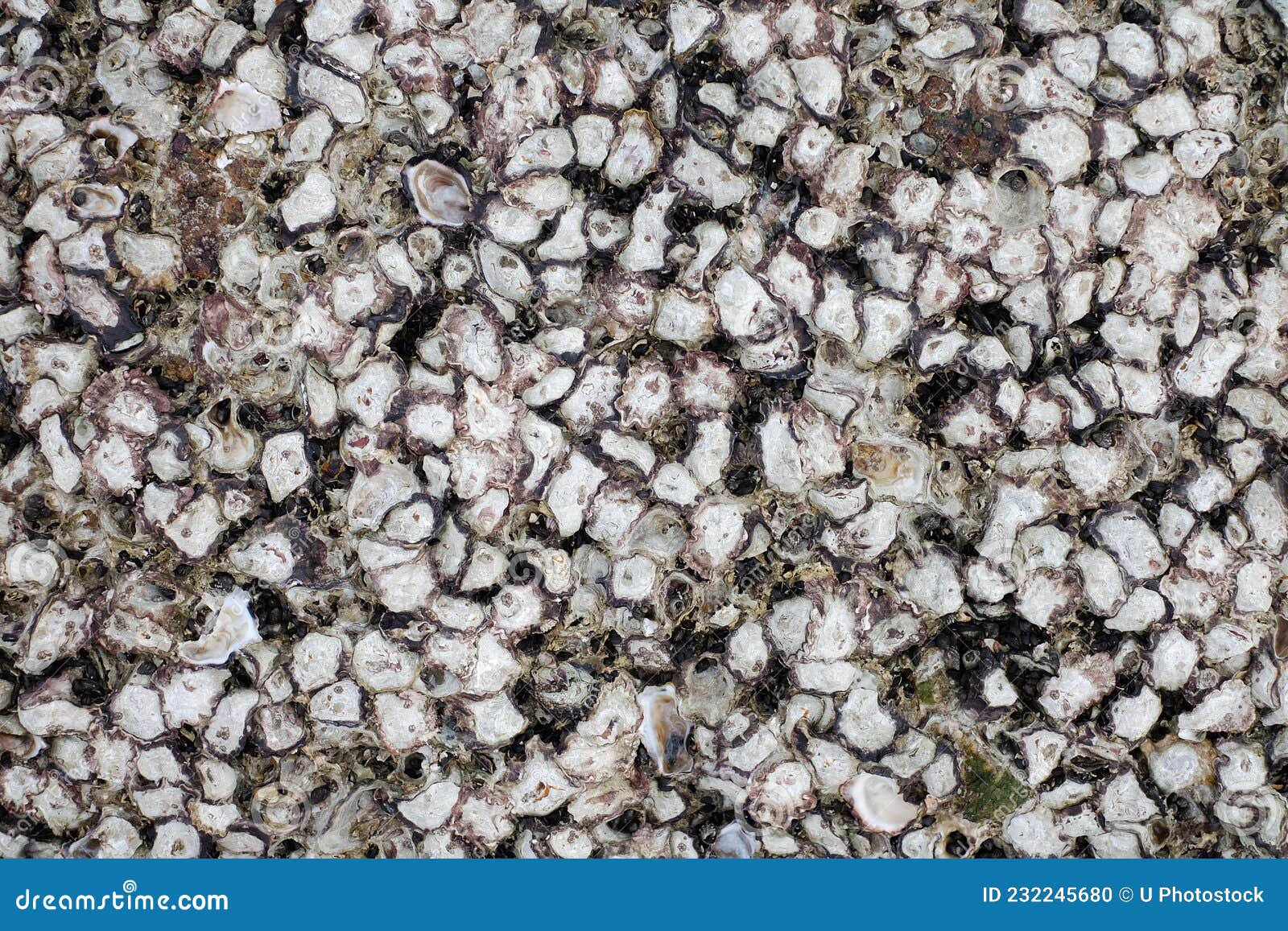 Texture of oyster shells stock photo. Image of nature - 232245680