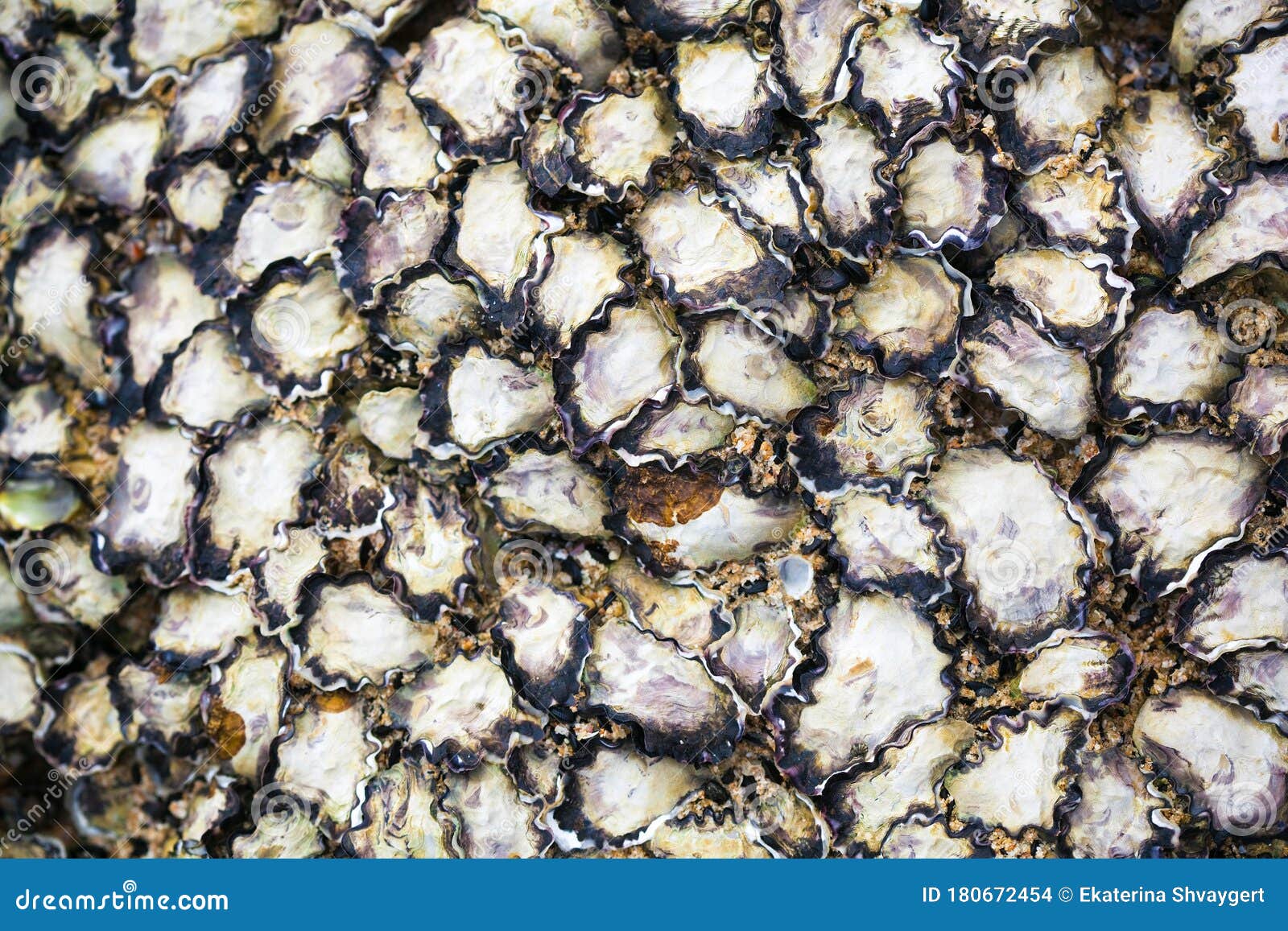 Texture of oyster shells stock photo. Image of oyster - 180672454