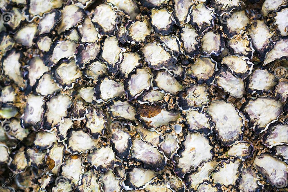 Texture of oyster shells stock photo. Image of oyster - 180672454