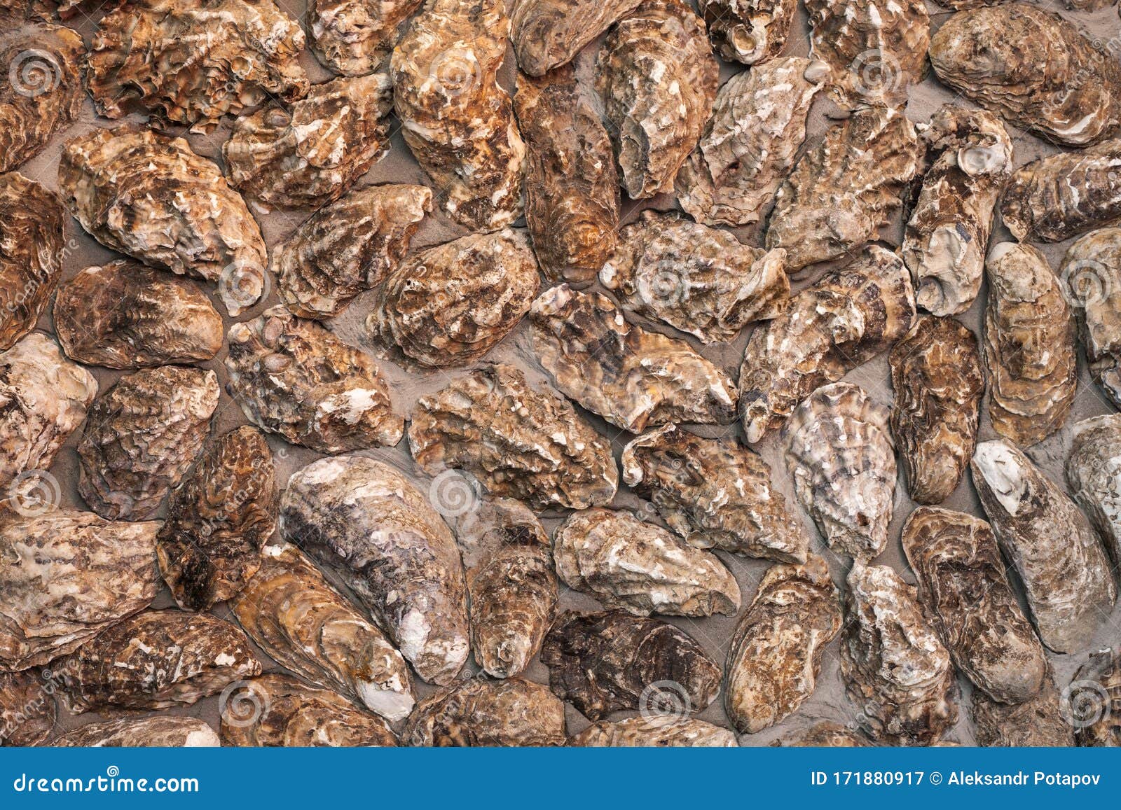 Texture of Oyster Shells on the Wall Stock Image - Image of scallop ...