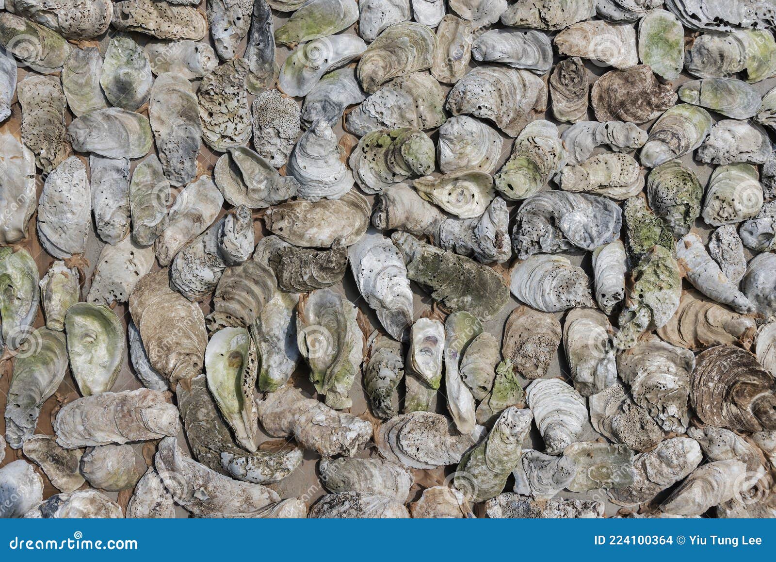 Oyster Shells on the Wall. Background from Mollusk Shells Embedded in ...
