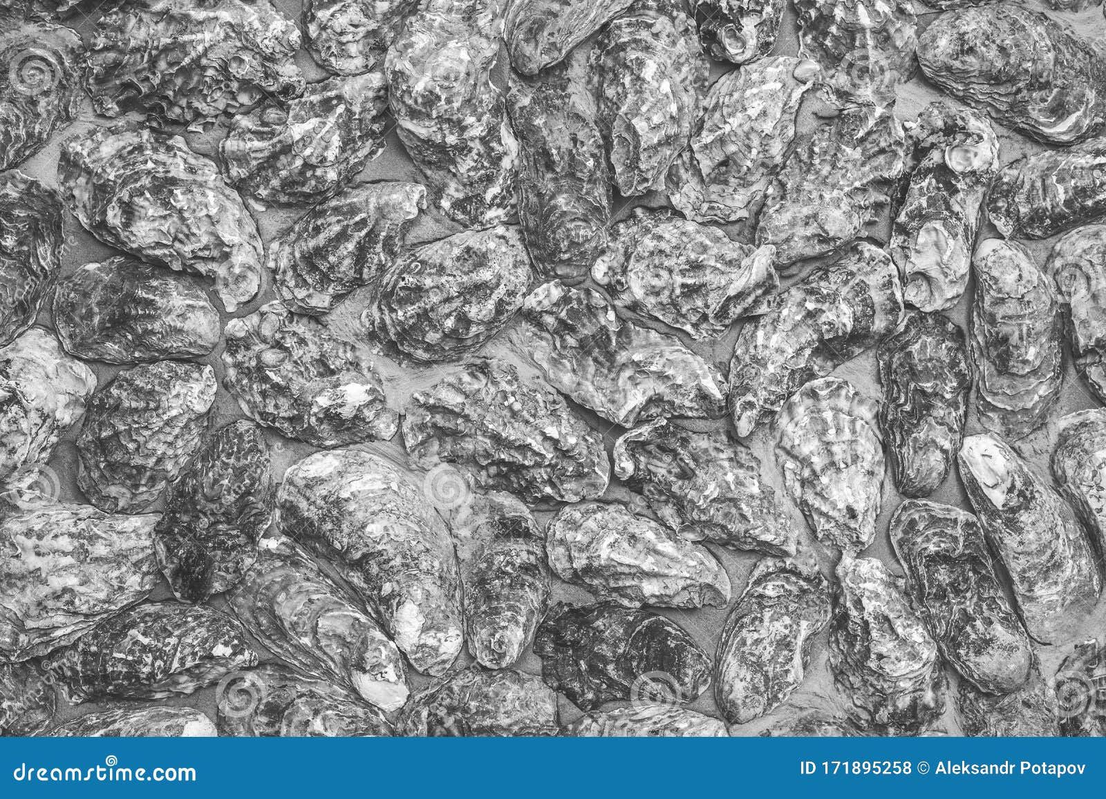 Texture of Oyster Shells on the Wall. Black and White Stock Photo ...