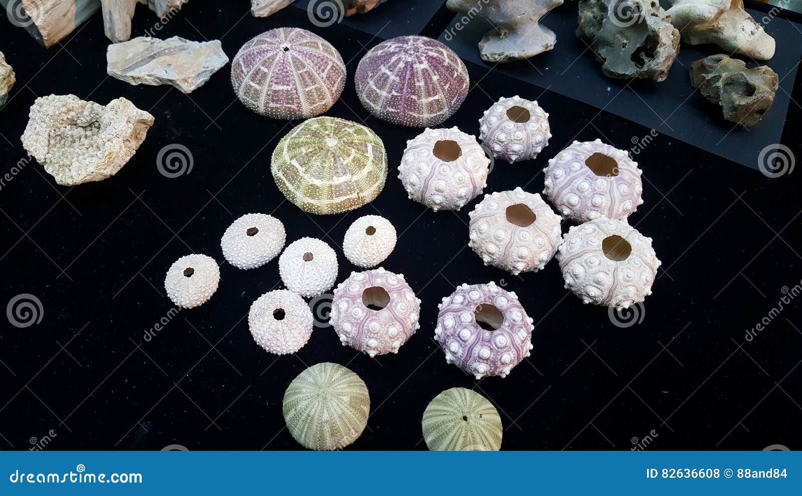 Texture Pétrifiée De Fossiles D'escargot Photo stock - Image du ...