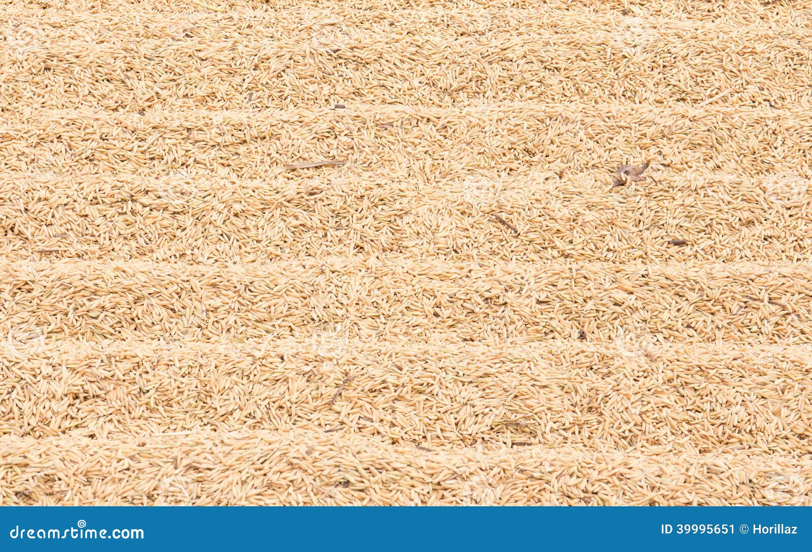 Texture paddy rice stock image. Image of paddy, grow - 39995651