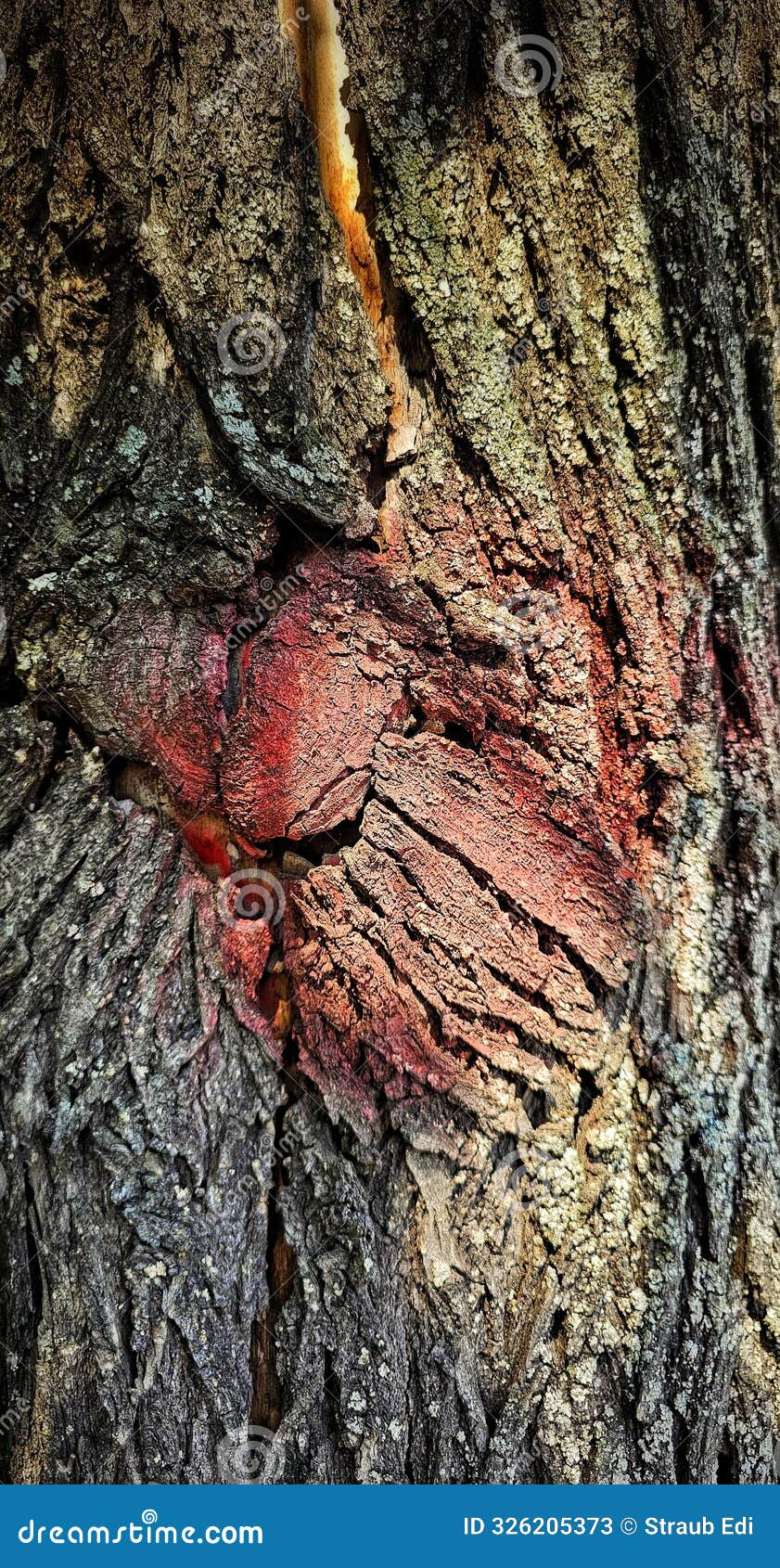 Texture of a Painted Tree Bark Stock Image - Image of macro, nature ...
