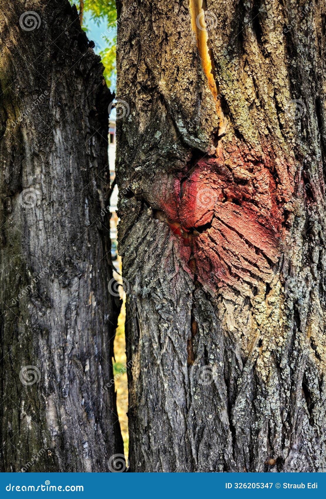 Texture of a Painted Tree Bark Stock Image - Image of bark, bucharest ...
