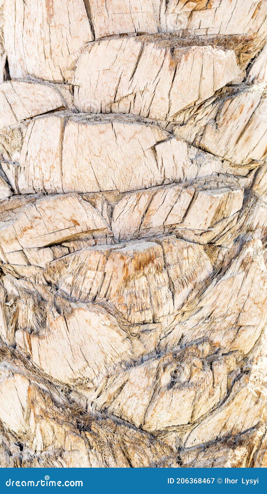 Texture of Palm Bark. Close Up Stock Image - Image of detail, texture ...