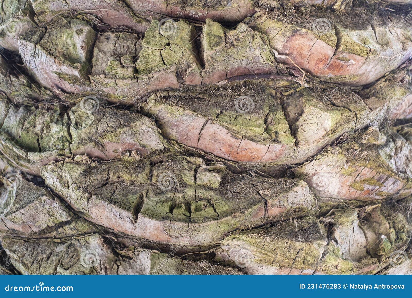 Texture of Palm Bark. Exotic Background Stock Image - Image of garden ...