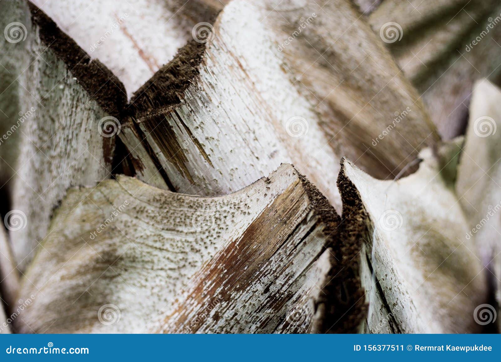 Texture Of Palm Trees Closeup. Palm Stem Close Up. Palm Tree Texture ...