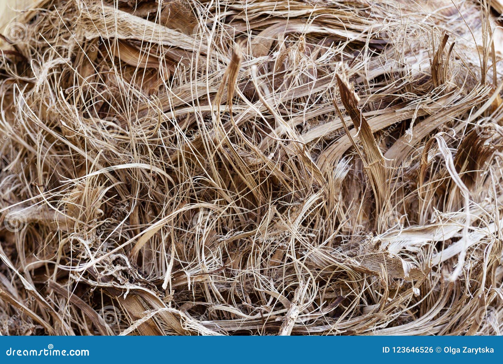 Texture of palm`s stem. stock photo. Image of material - 123646526