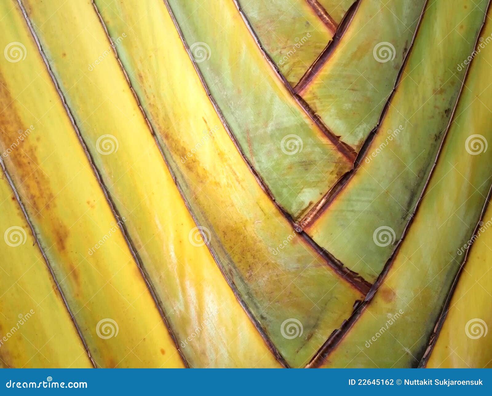 Texture of the palm tree stock photo. Image of garden - 22645162