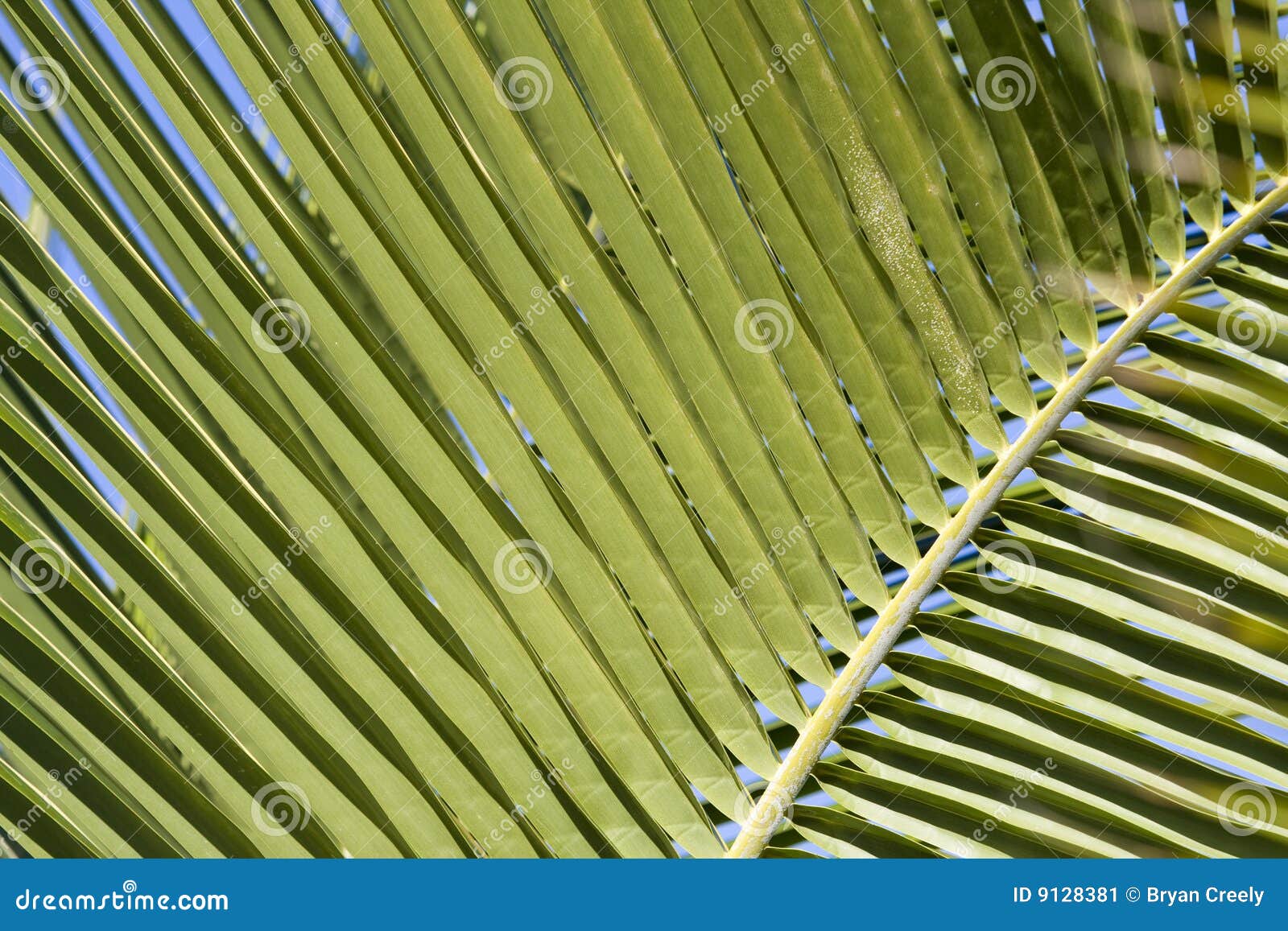 A texture of a palm tree stock image. Image of plant, pattern - 9128381