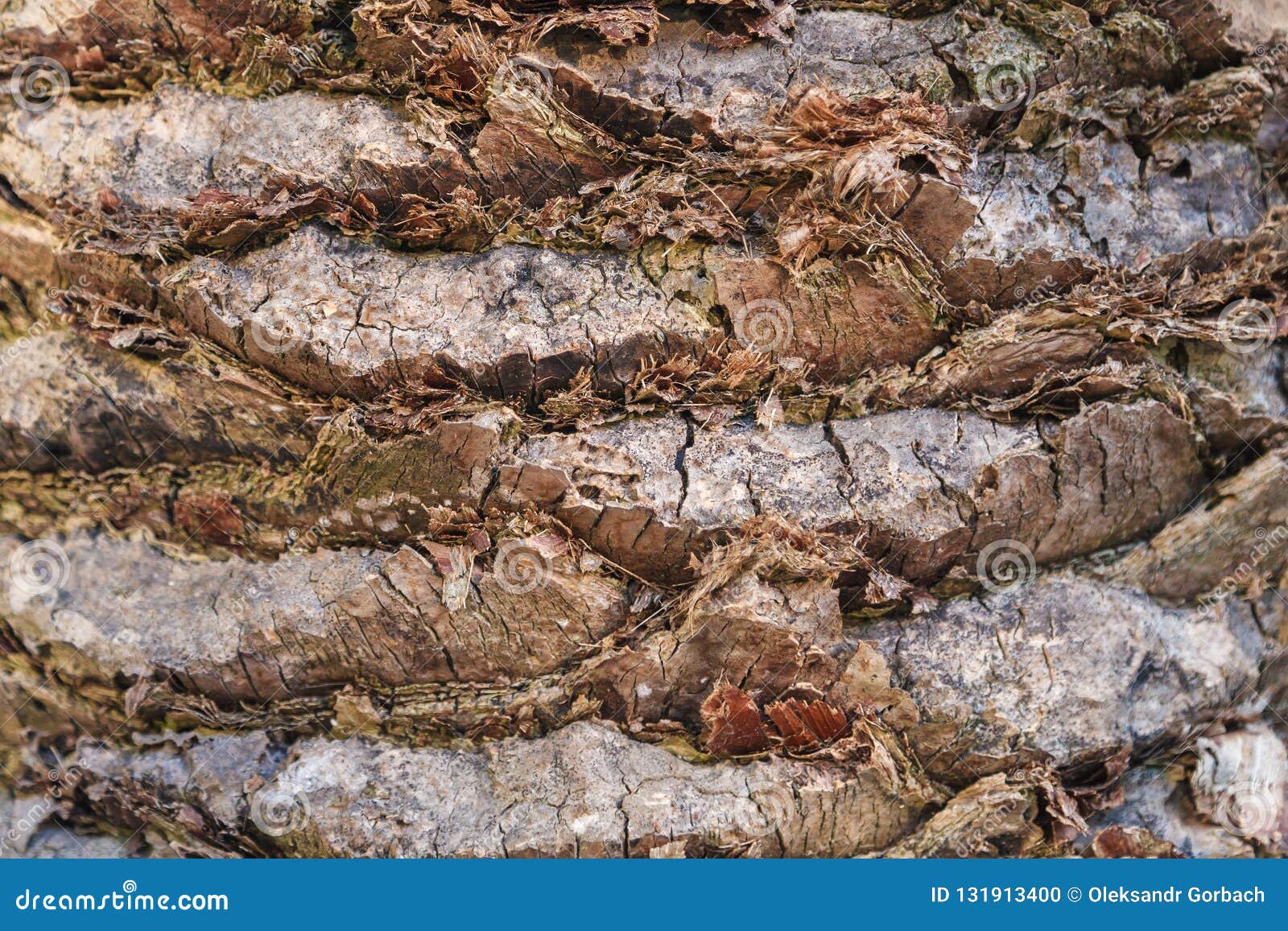 Texture of Palm Tree Bark. Beautiful Bark Pattern. Close-up. Stock ...