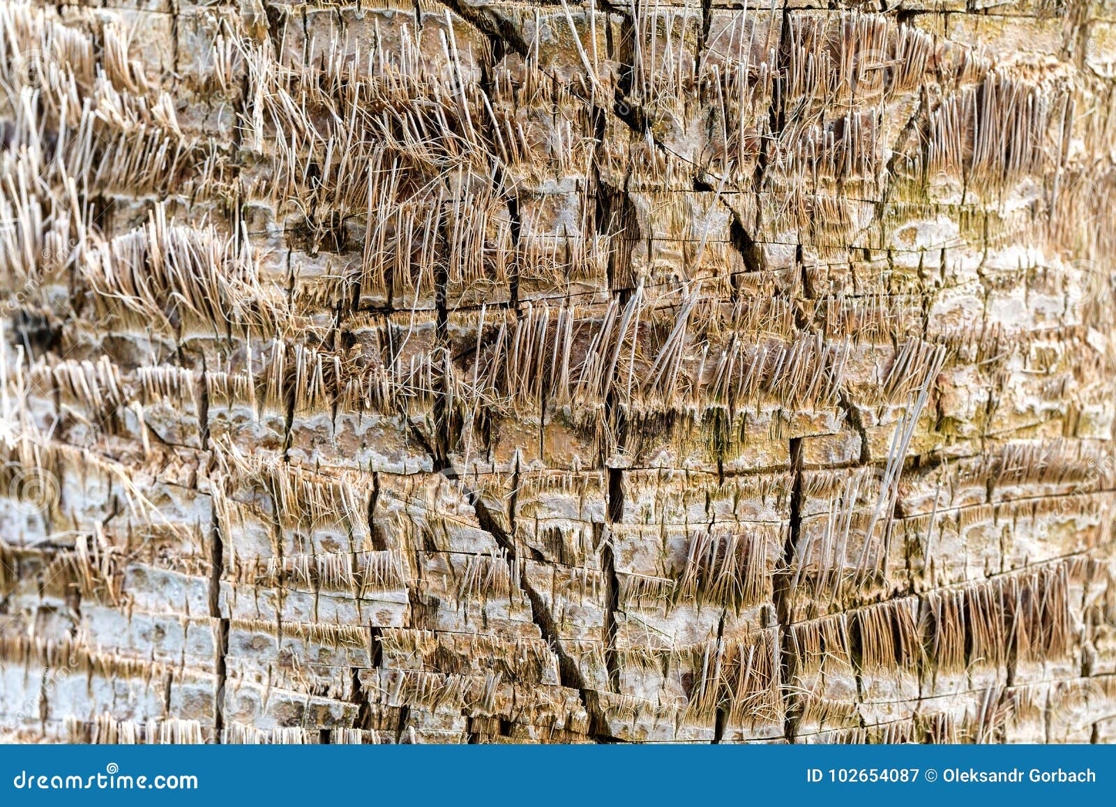 Texture of Palm Tree Bark. Natural Background Stock Image - Image of ...