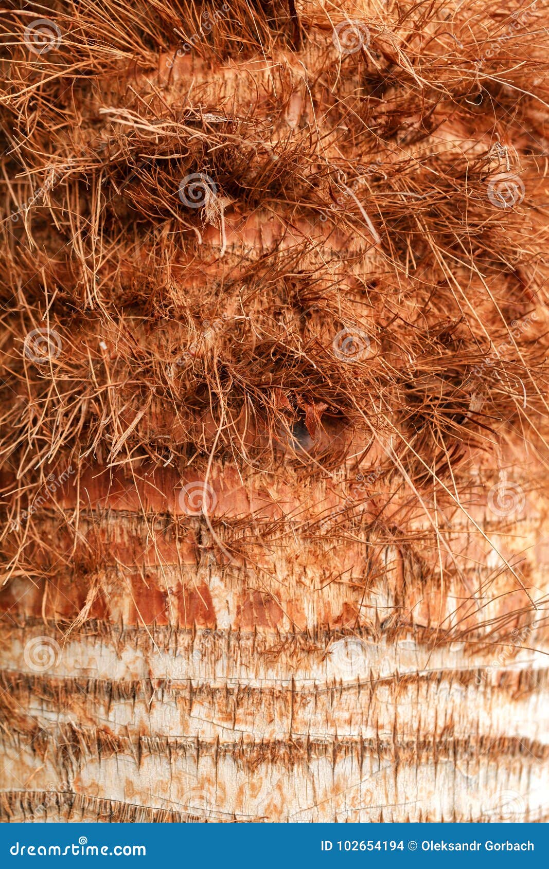 Texture of Palm Tree Bark. Natural Background Stock Photo - Image of ...