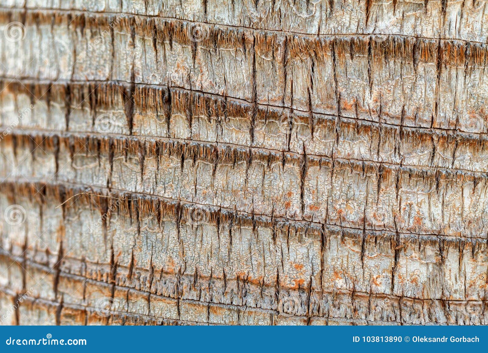 Texture of Palm Tree Bark. Natural Background Stock Photo - Image of ...