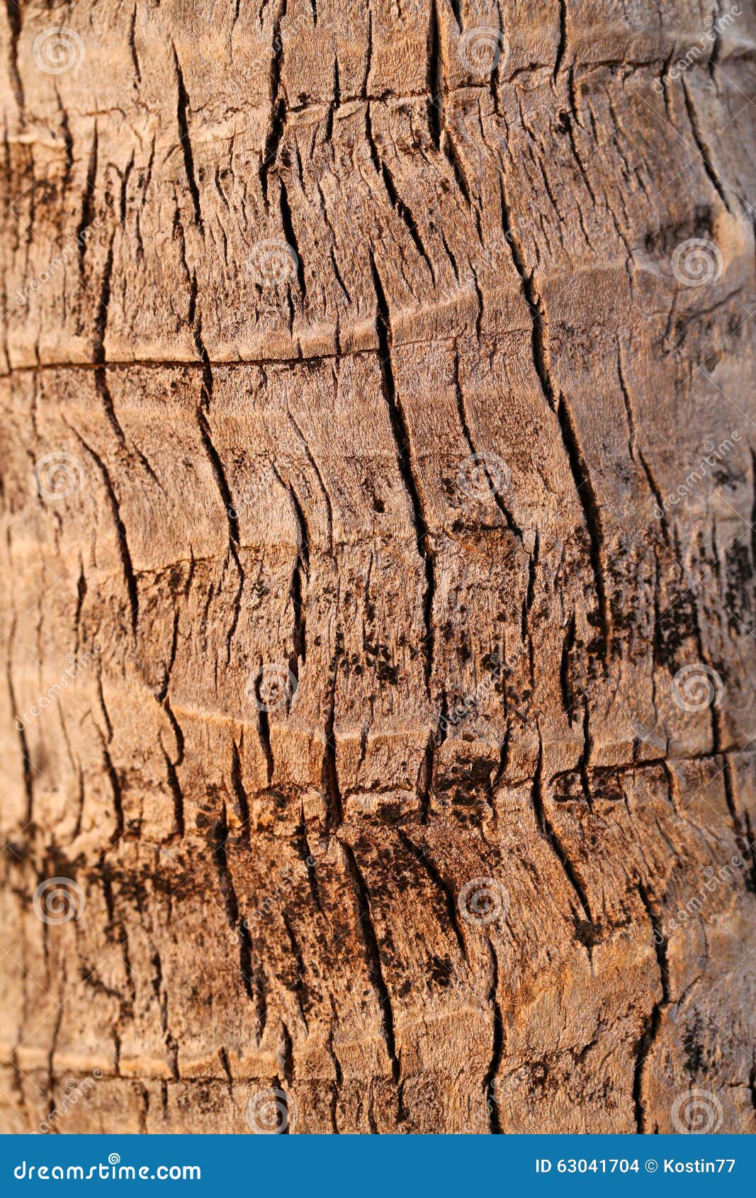 Texture of the palm tree stock photo. Image of stem, hawaii - 63041704