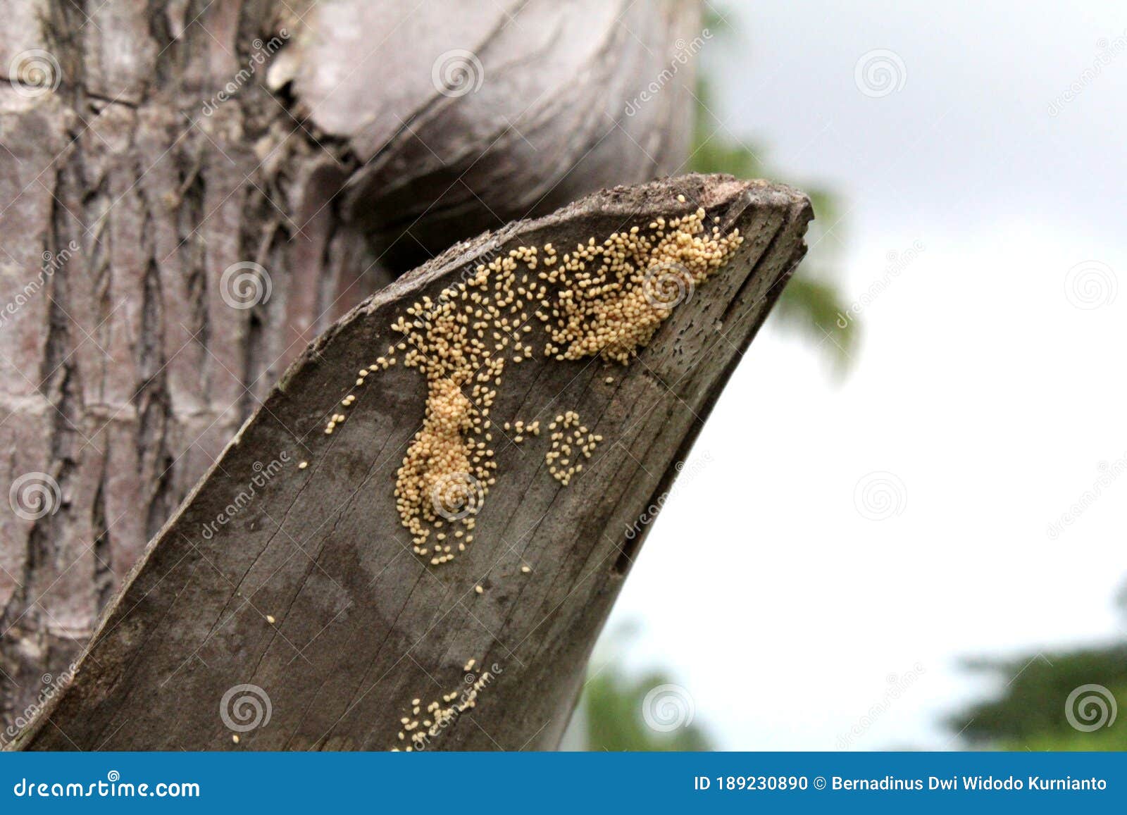 Texture of Palm Tree Branches and Red Ant Eggs Stock Photo - Image of ...