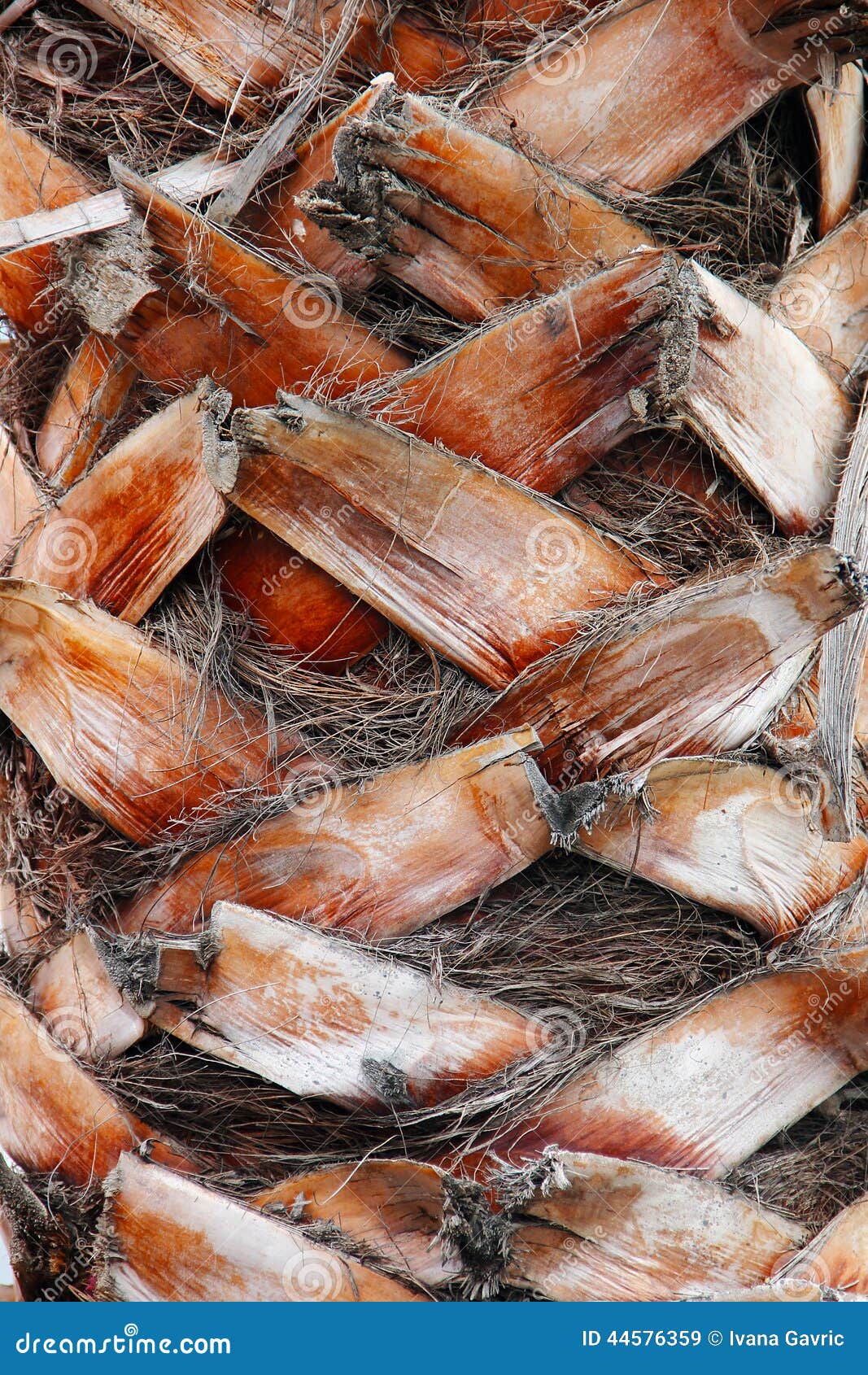 Texture of the palm tree stock image. Image of abstract - 44576359