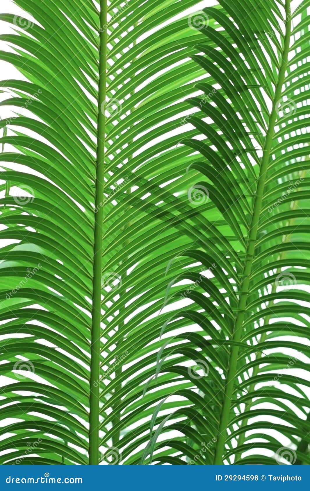Palm Leaf Texture