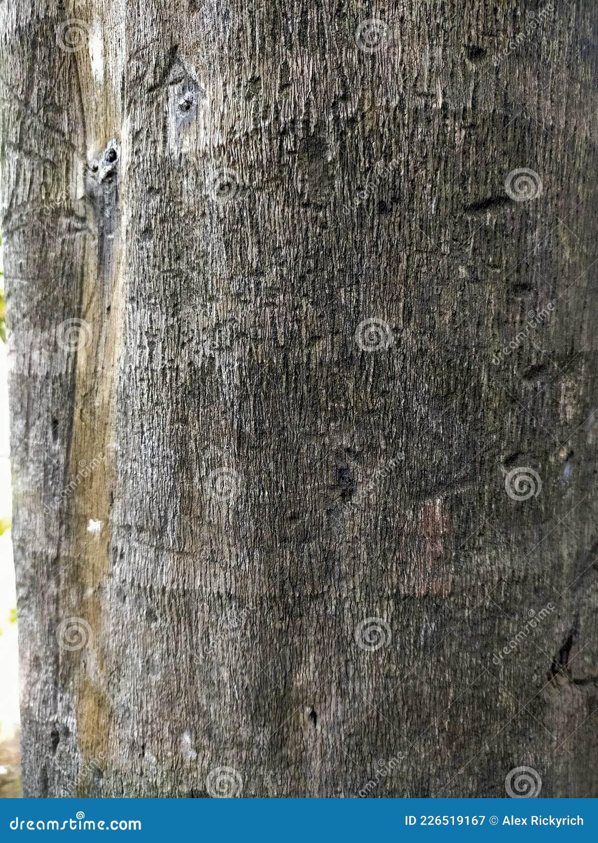 The Texture of Palm Tree Skin Stock Image - Image of flooring, trunk ...