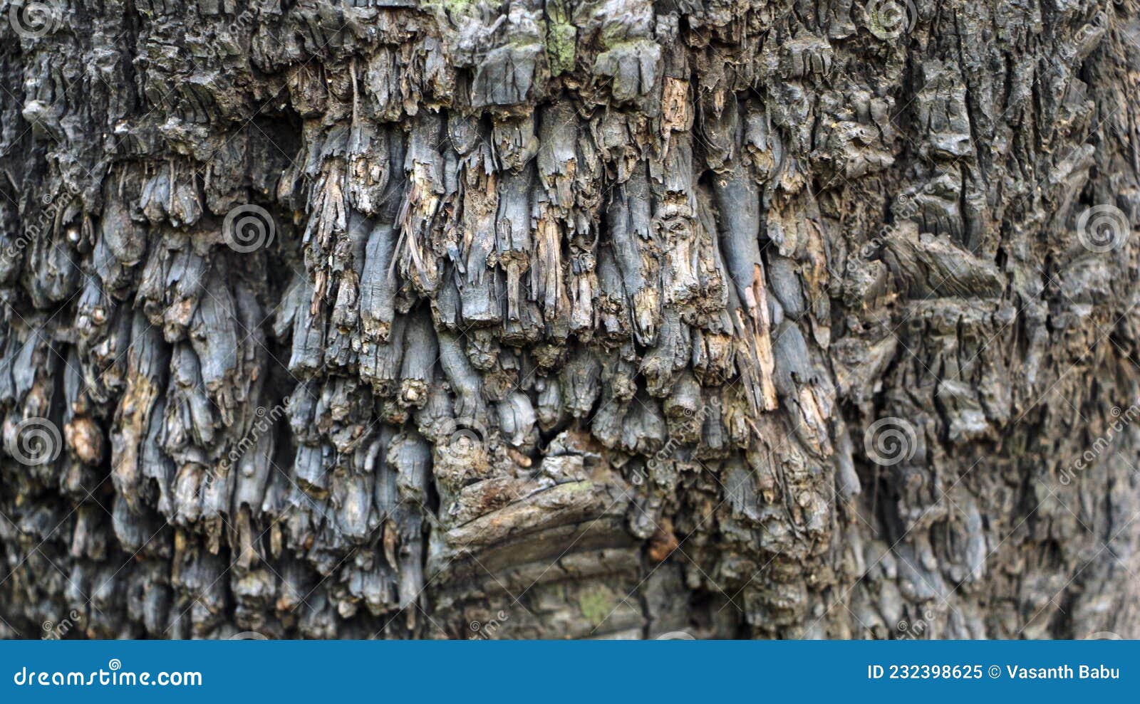 Texture Of A Palm Tree Stem Stock Image | CartoonDealer.com #232398625
