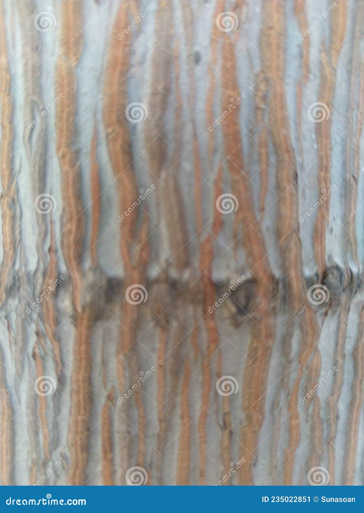 Texture of Palm Tree Stem. Close-up View. Stock Image - Image of close ...