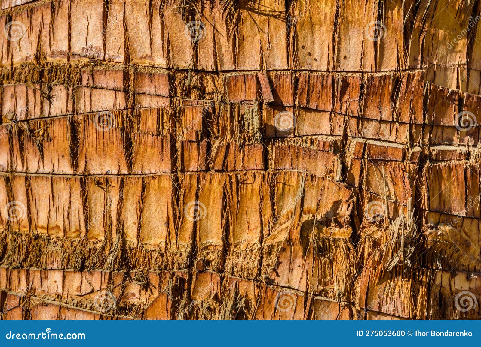 Texture of the Palm Tree Trunk for Background Stock Photo - Image of ...