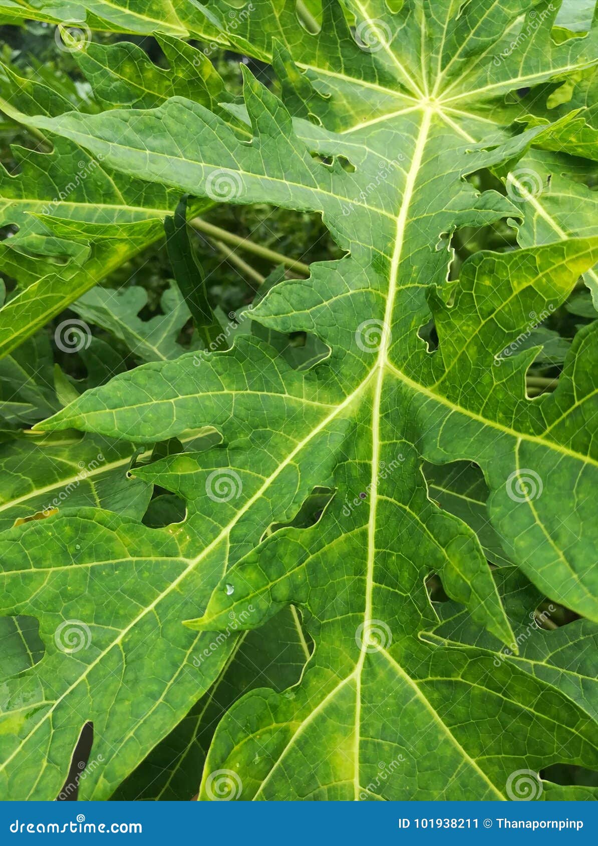 Texture of papaya leaf. stock image. Image of color - 101938211