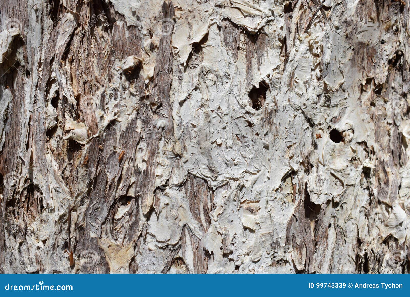 Texture Of Paperbark Tree Royalty-Free Stock Photography ...