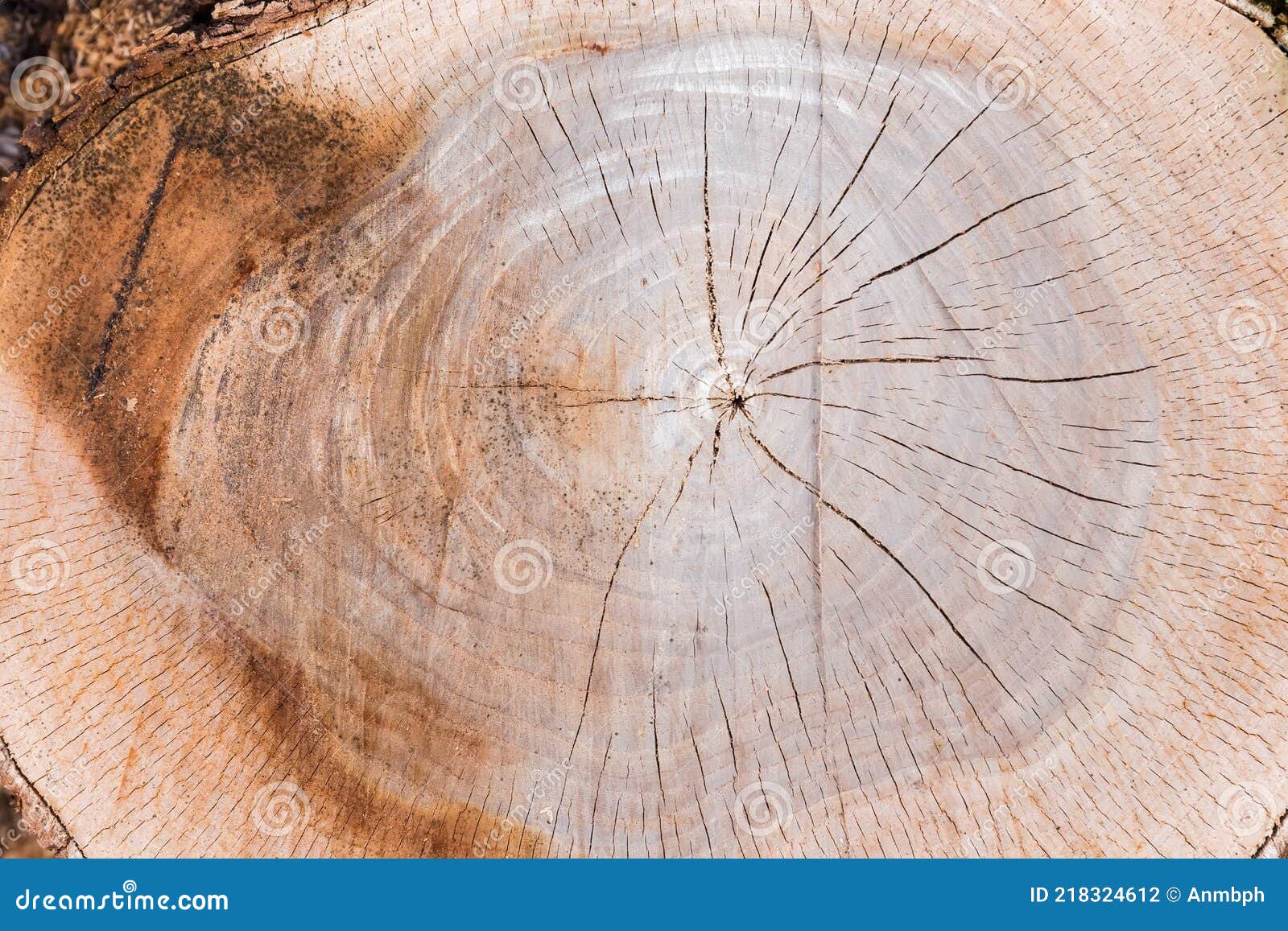 Transversal In Nature