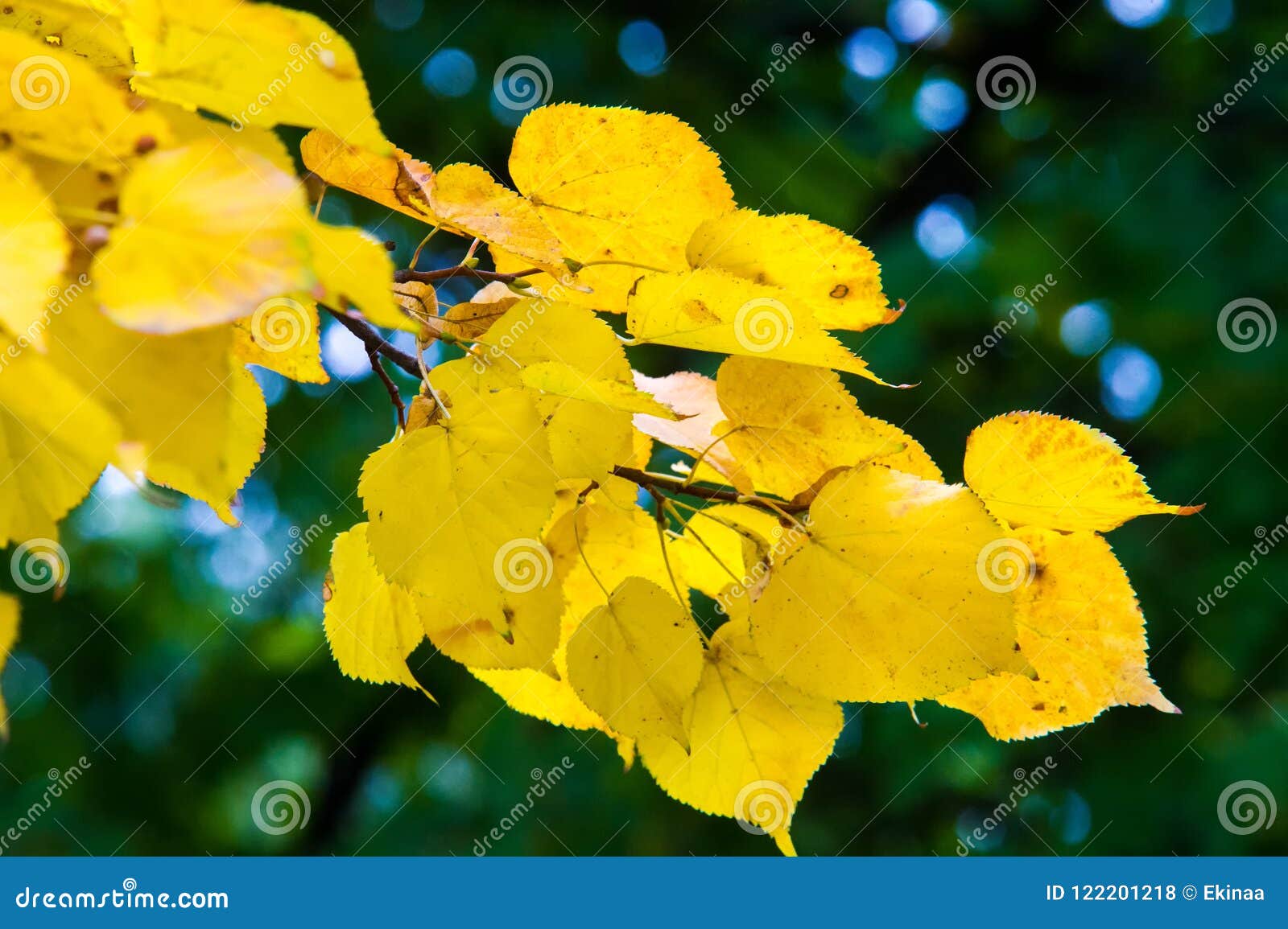 Texture, Pattern, Background. Autumn Leaves on a Tree, Bright Ye Stock ...