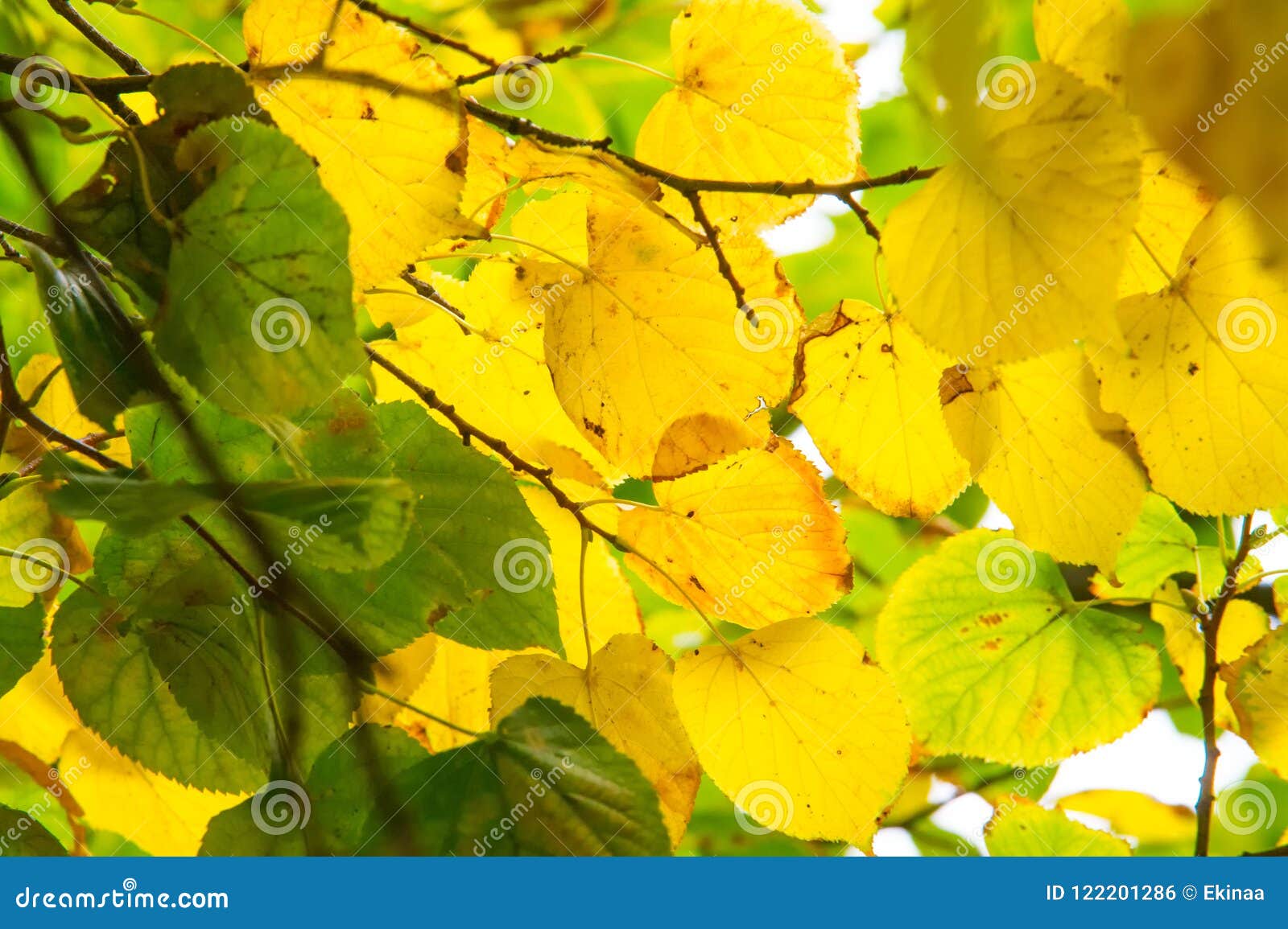 Texture, Pattern, Background. Autumn Leaves on a Tree, Bright Ye Stock ...