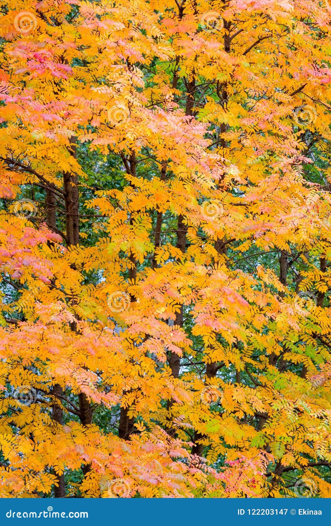 Texture, Pattern, Background. Texture, Pattern, Background. Aut Stock ...