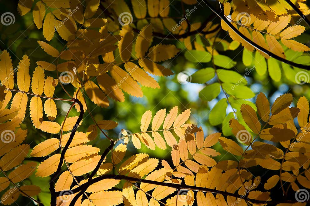 Texture, Pattern, Background. Texture, Pattern, Background. Aut Stock ...