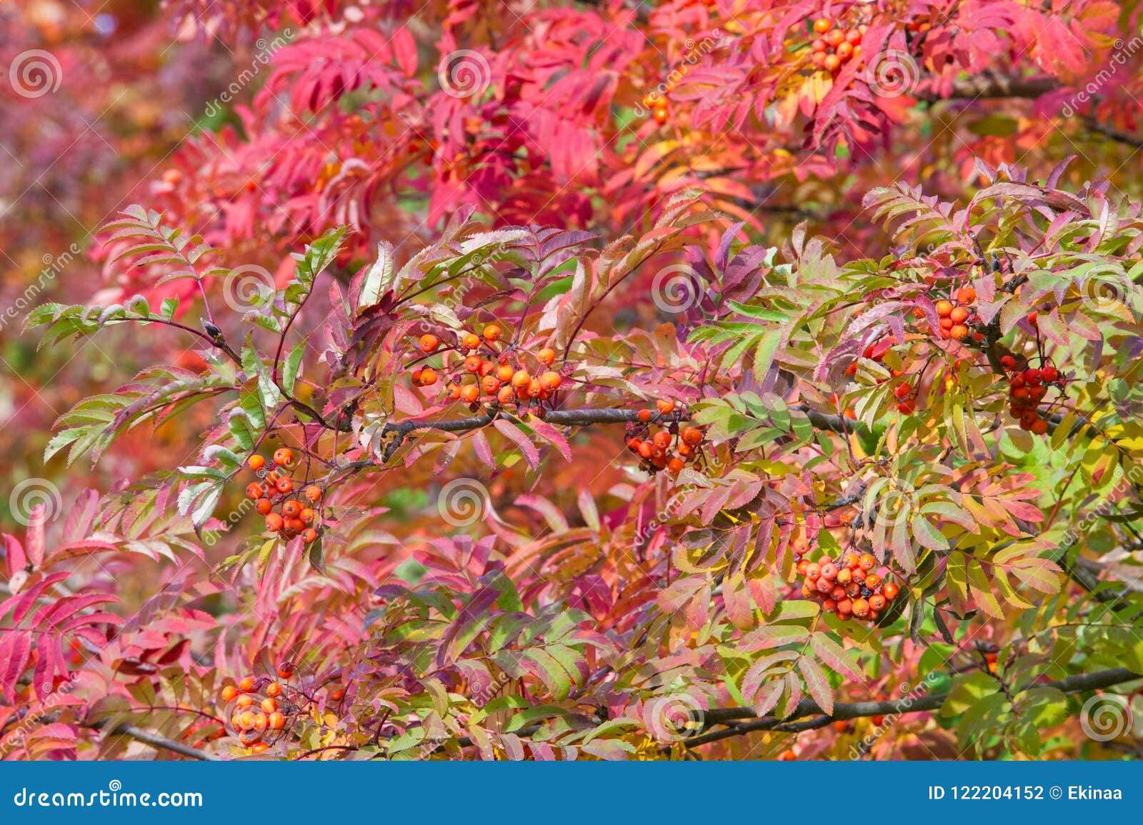 Texture, Pattern, Background. Texture, Pattern, Background. Aut Stock ...