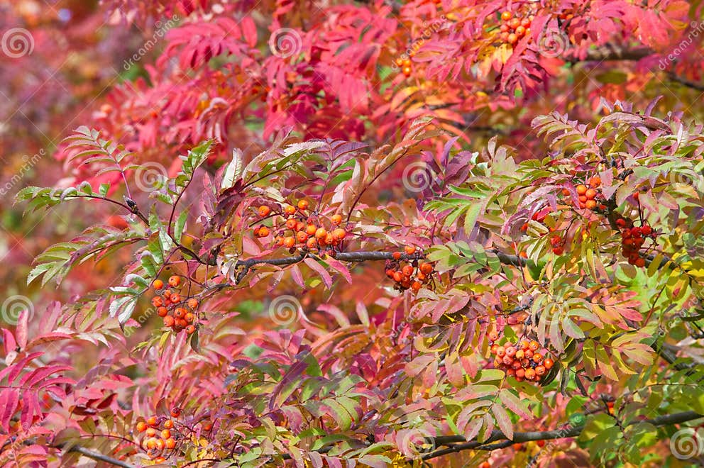 Texture, Pattern, Background. Texture, Pattern, Background. Aut Stock ...