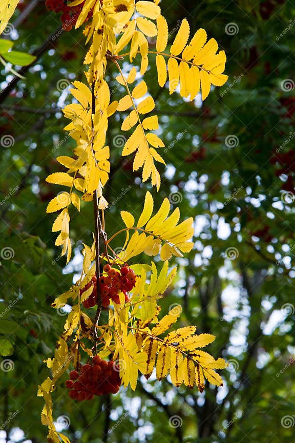 Texture, Pattern, Background. Texture, Pattern, Background. Aut Stock ...