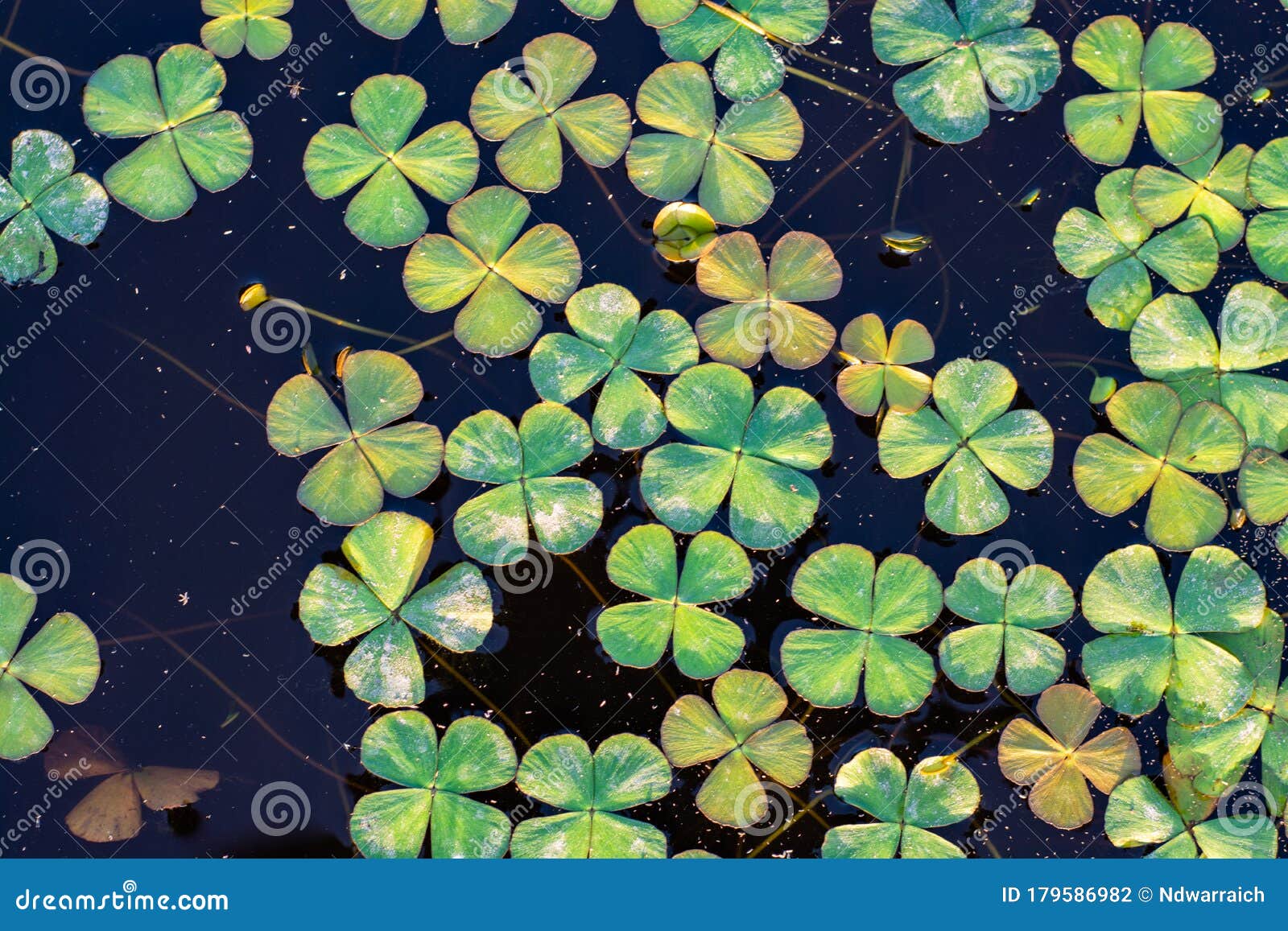 Texture or Pattern of Clover Leaves in the Water Stock Photo - Image of ...