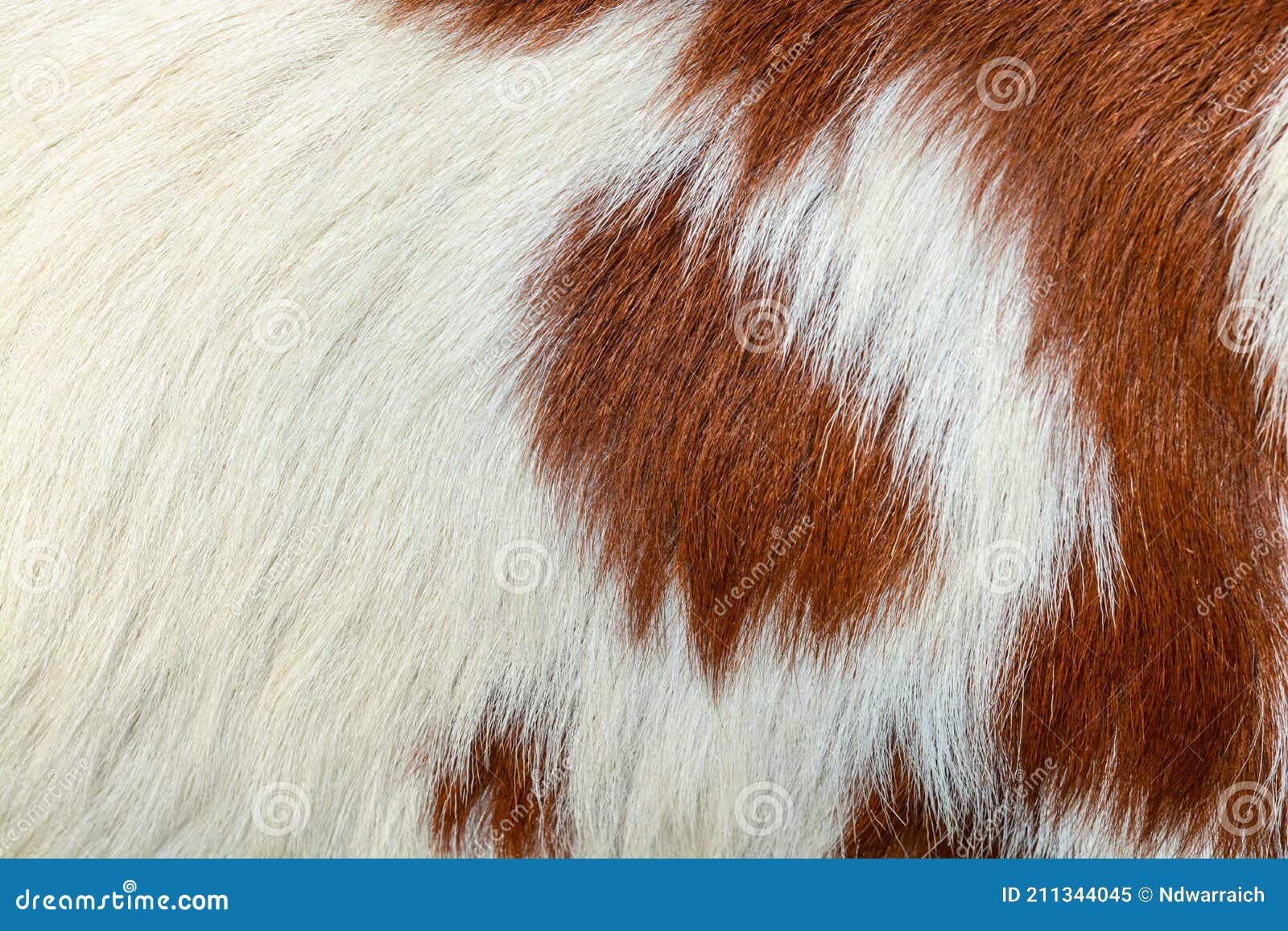 Texture or Pattern of Cow Hair Stock Image - Image of background, wool ...