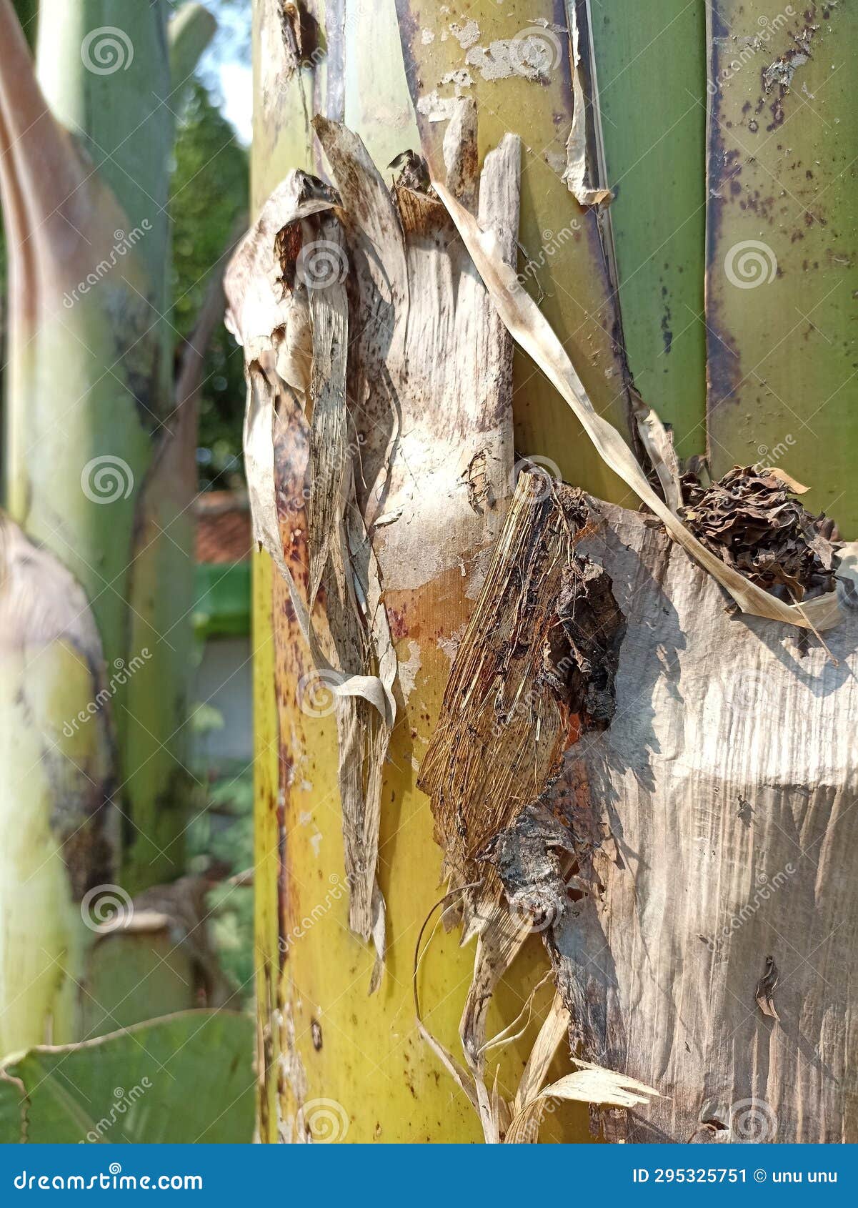 Texture Pattern of Decaying and Dead Banana Tree Trunks in a Tropical ...